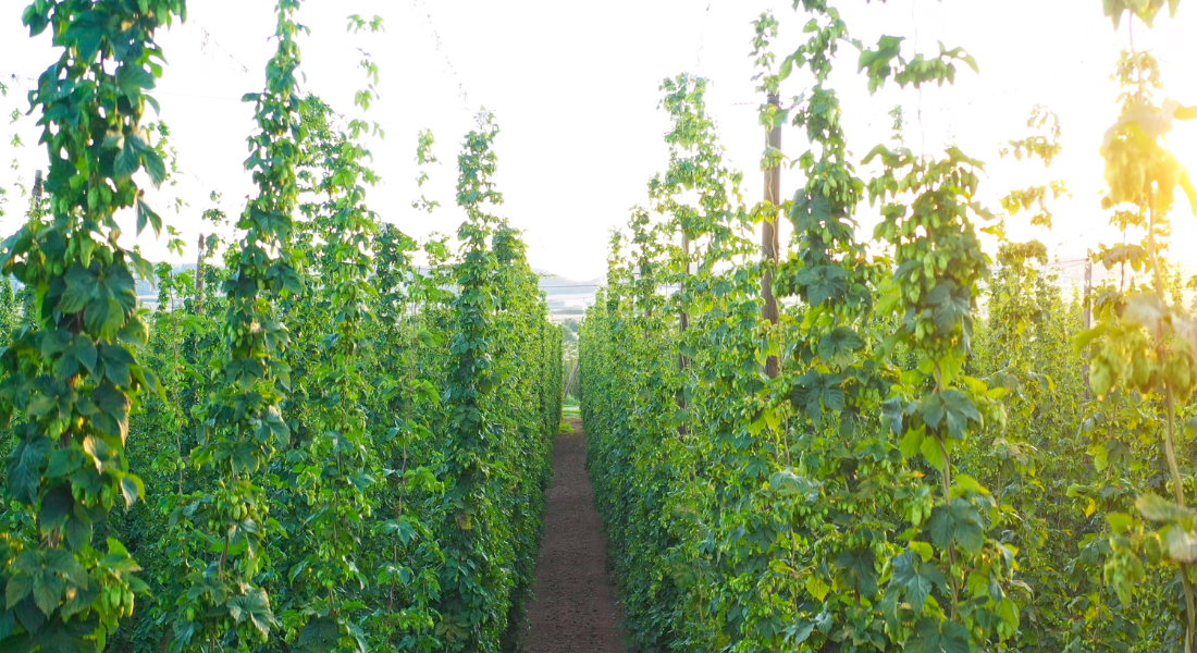 Hop Farming Expansion Across US | Hop Head Farms, Michigan